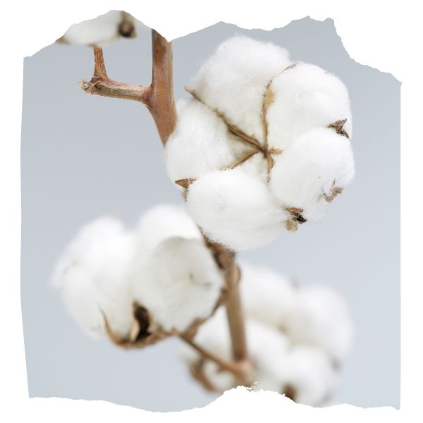 Sai cos'è e da dove viene il cotone Makò? I Blog Ophelia Italy